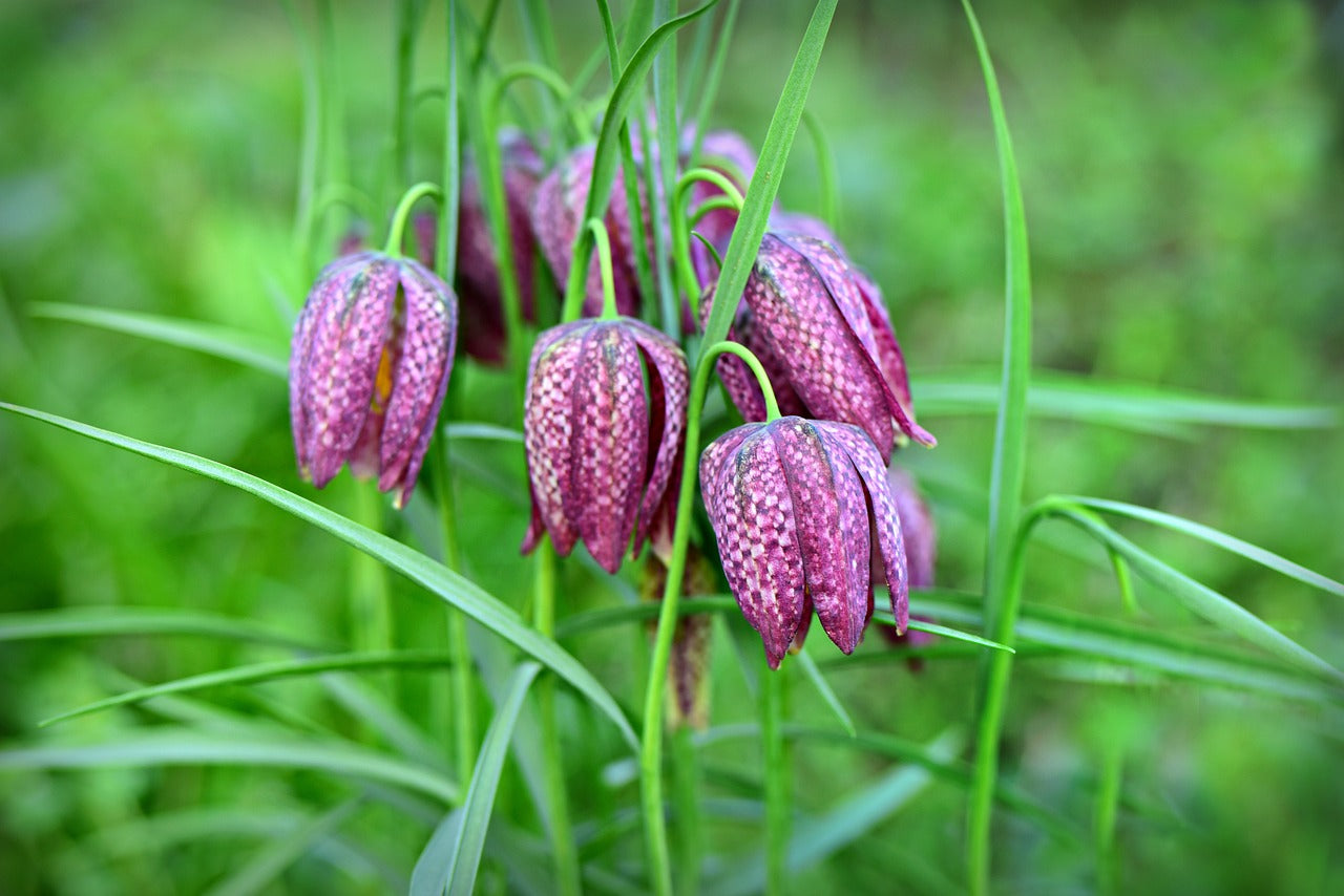 Fritillaria – Norfolk Flower Bulbs
