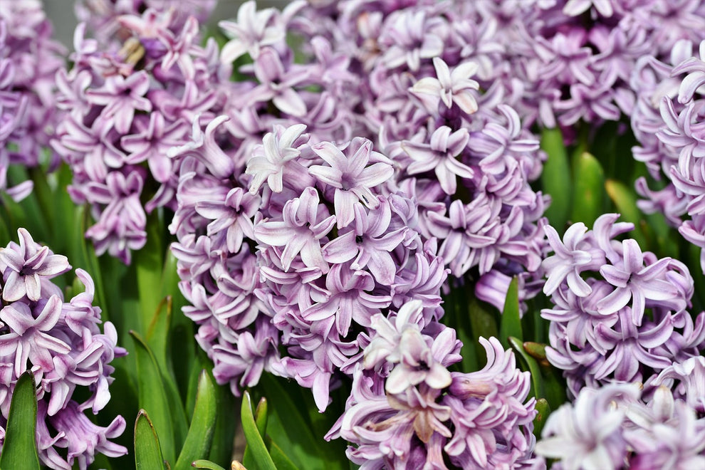 Hyacinth Ordinary Splendid Cornelia Bulbs – Norfolk Flower Bulbs